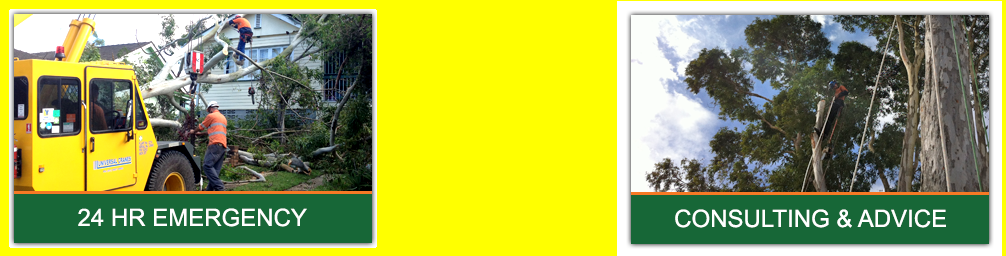 MB Tree Felling Pietermaritzburg | Fully Insured